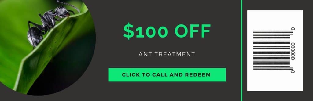 Seattle Ant Exterminator and Pest Control Service | Redi National Pest ...