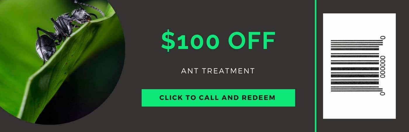 Seattle Ant Exterminator and Pest Control Service | Redi National Pest ...