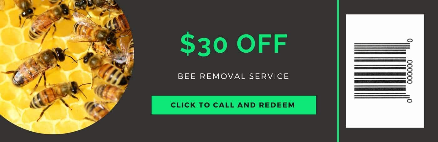 Coupons and Special Offers for Pest Control and Insulation Services